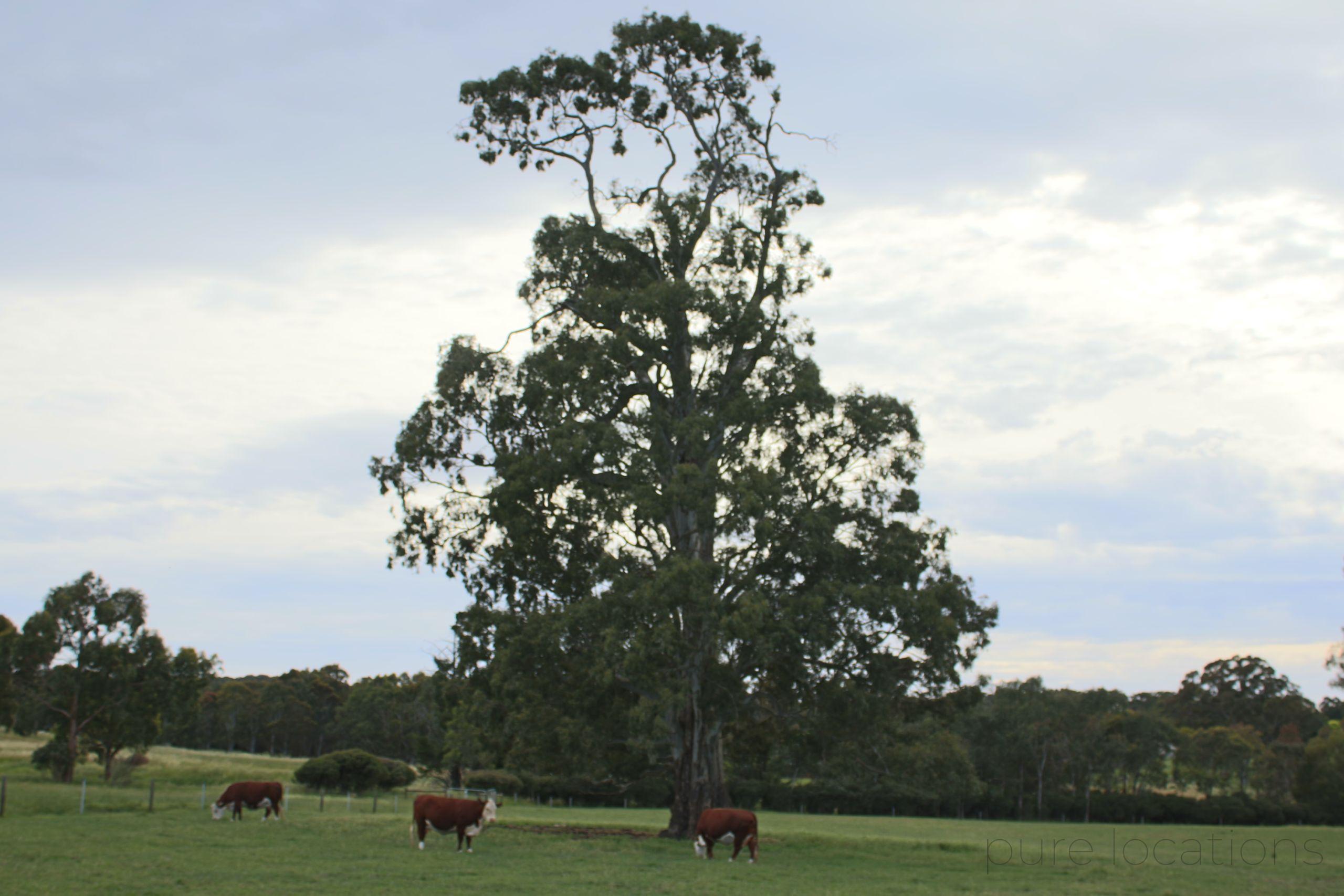 Drovers Run, Littlehampton - Pure Locations